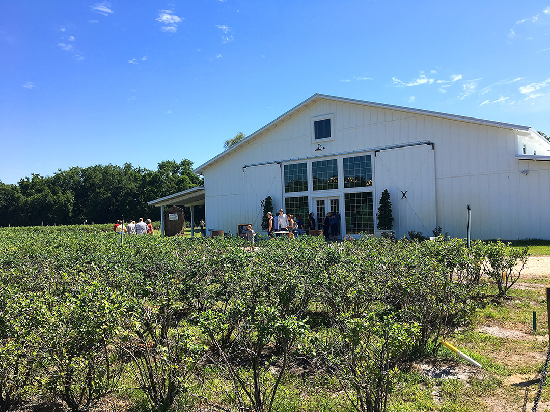 Blueberries are Abundant on the Space Coast - Titusville FL Chamber of ...