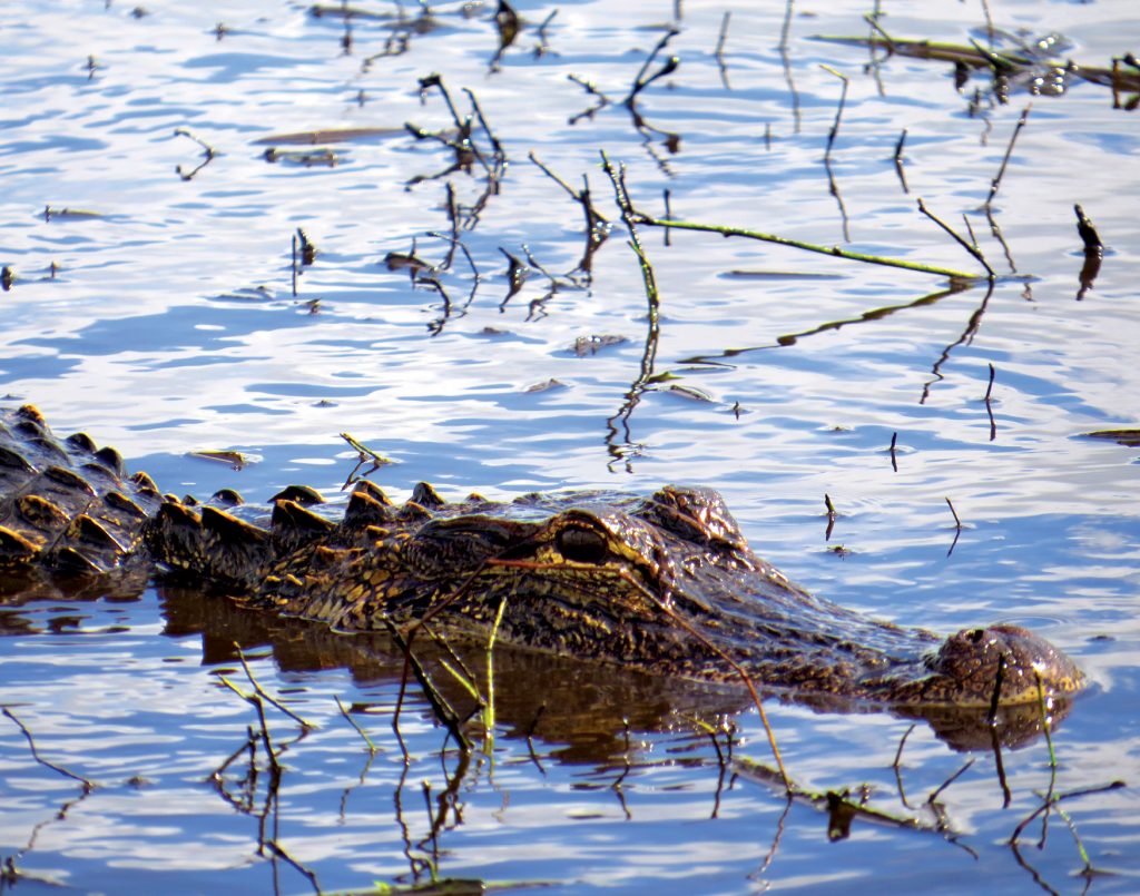 Top 5 Ways to see Florida's Biggest Creatures: Alligators! - Titusville ...