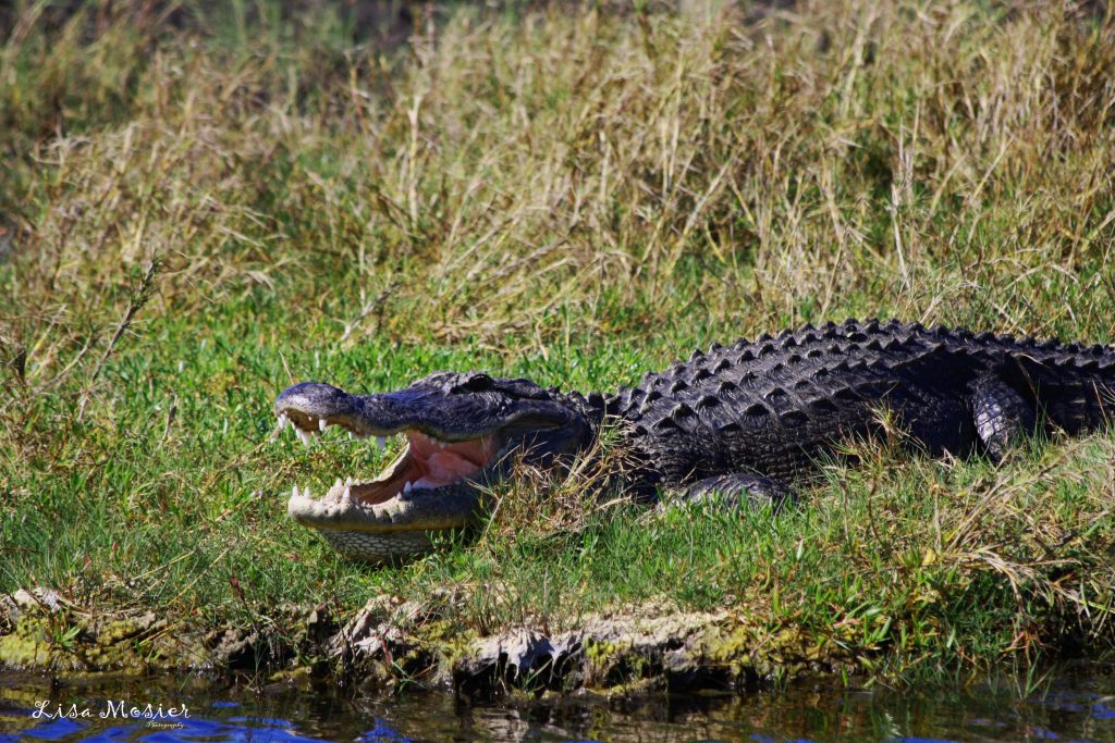 Top 5 Ways to see Florida's Biggest Creatures: Alligators! - Titusville ...