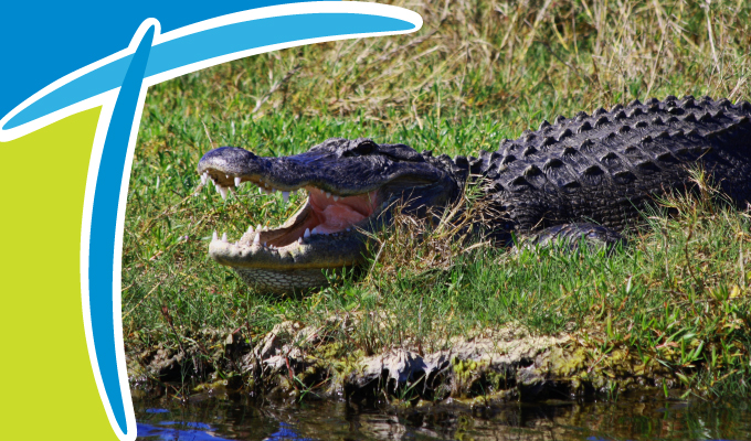Top 5 Ways to see Florida's Biggest Creatures: Alligators! - Titusville ...